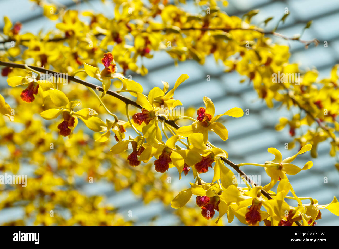 Singapore flowers hi-res stock photography and images - Alamy