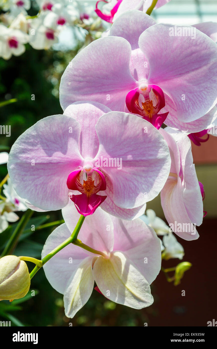 Orchids of the world hi-res stock photography and images - Alamy