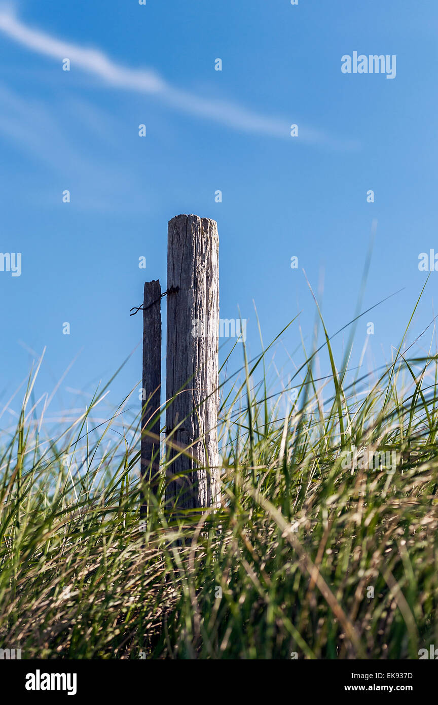Dune fence post in dune grass, Cape Cod, Massachusetts, USA Stock Photo ...