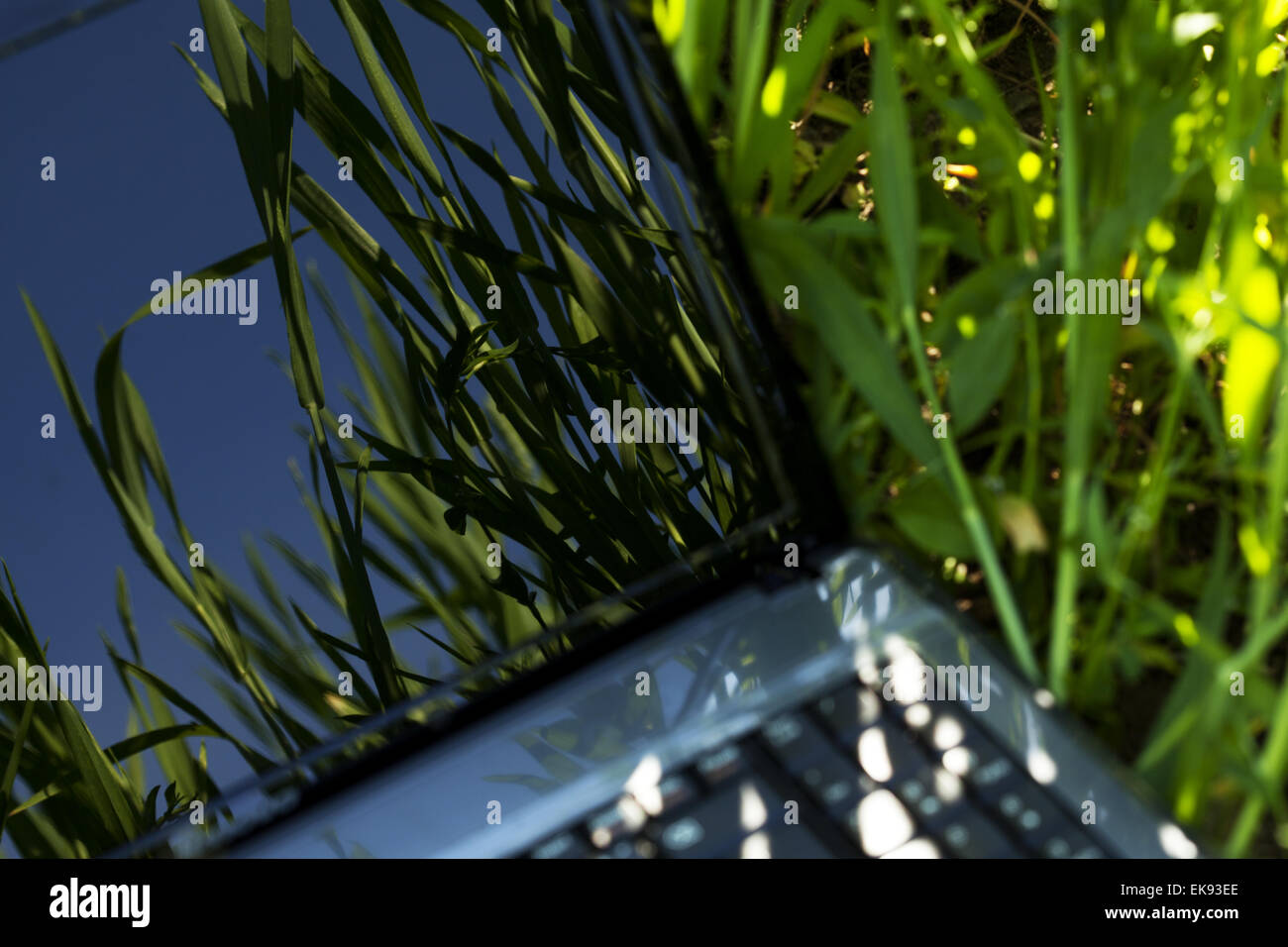Green leaf on keyboard hi-res stock photography and images - Alamy