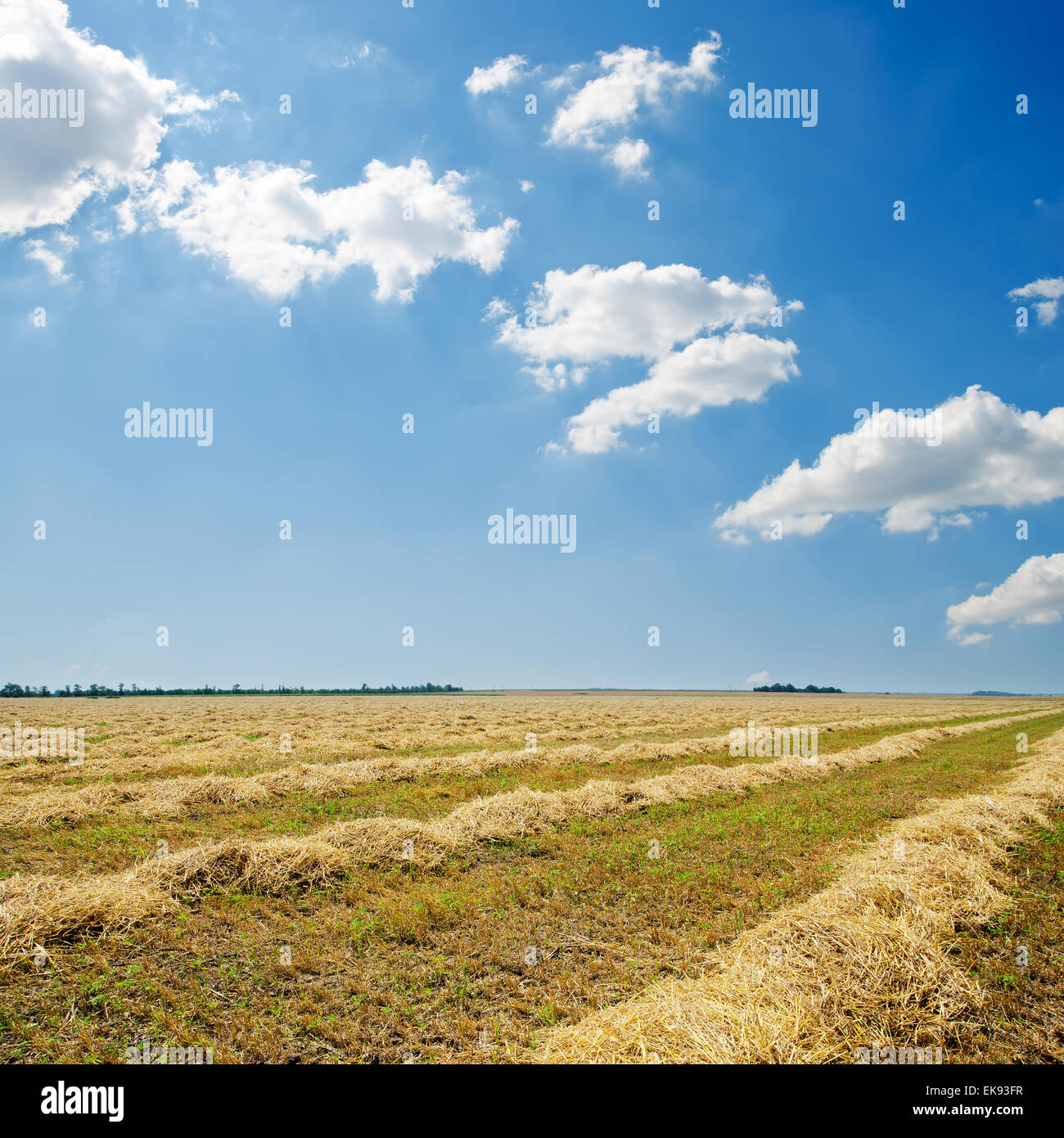 harvest in windrows and sunny sky with clouds Stock Photo - Alamy