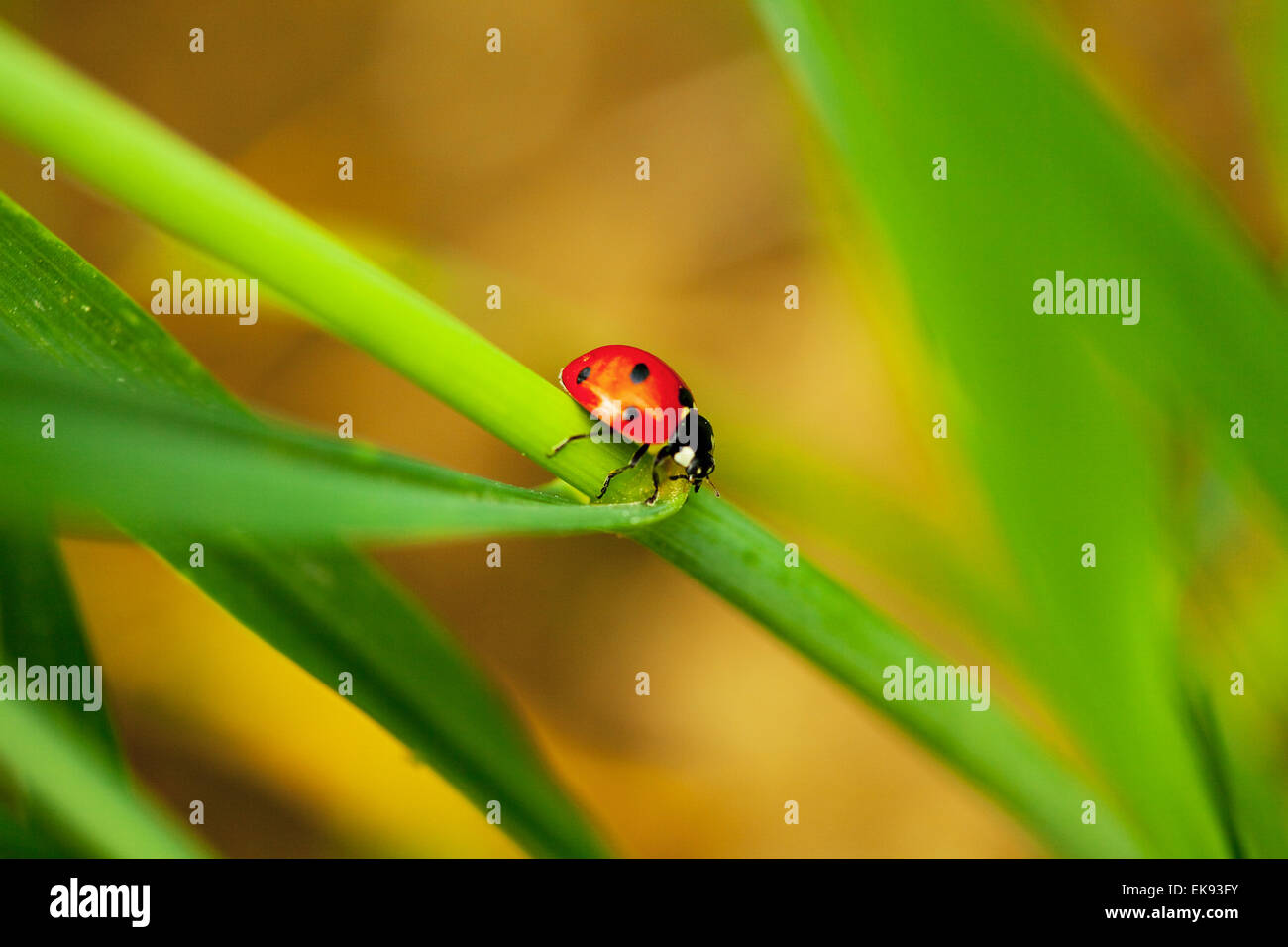 ladybug on grass Stock Photo - Alamy