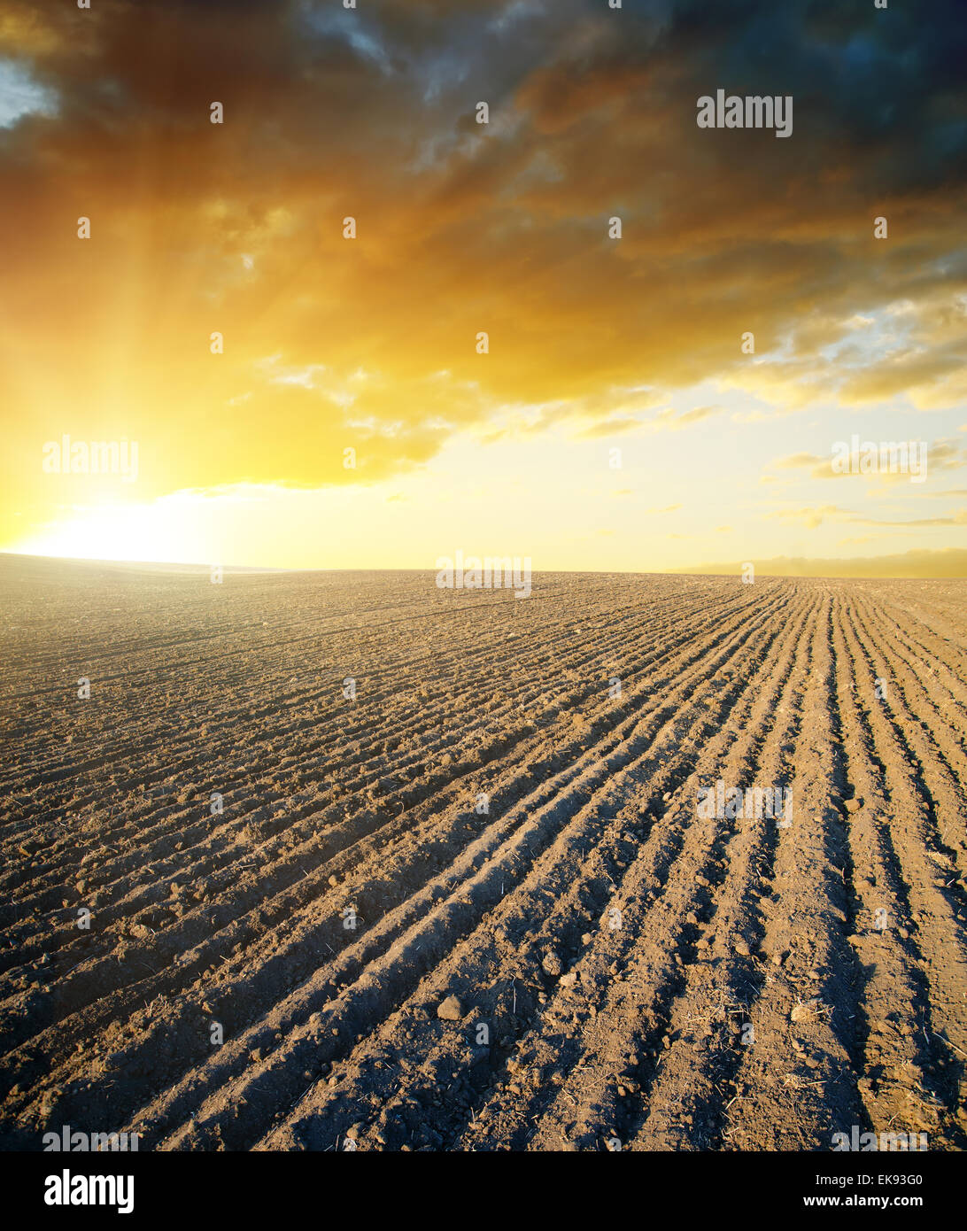 Black field hi-res stock photography and images - Alamy