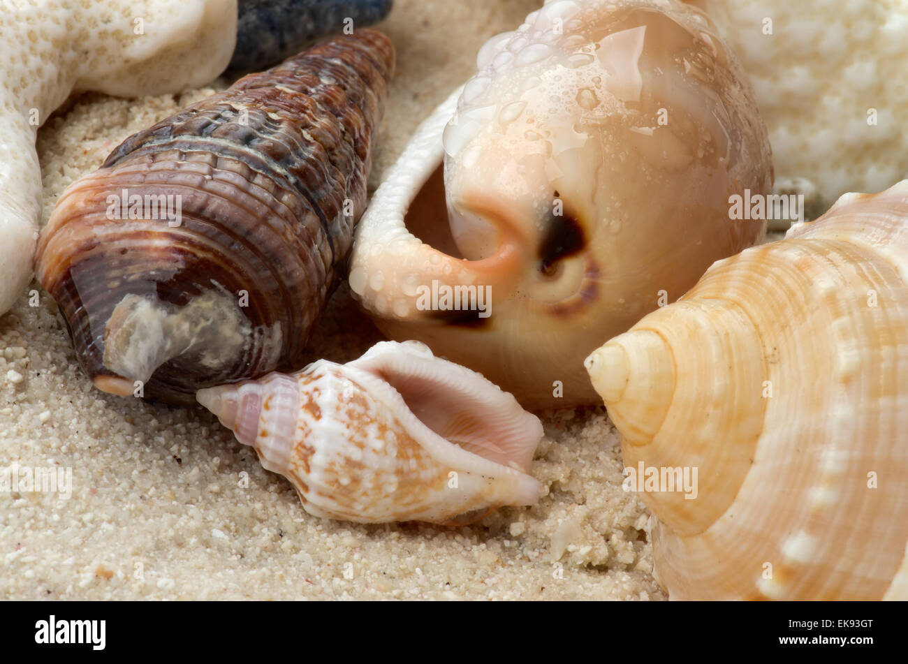 Pink conch hi-res stock photography and images - Alamy