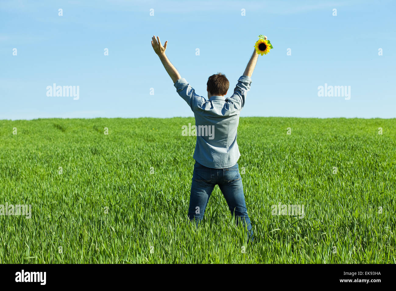 young man standing with a sunflower in the green field Stock Photo - Alamy