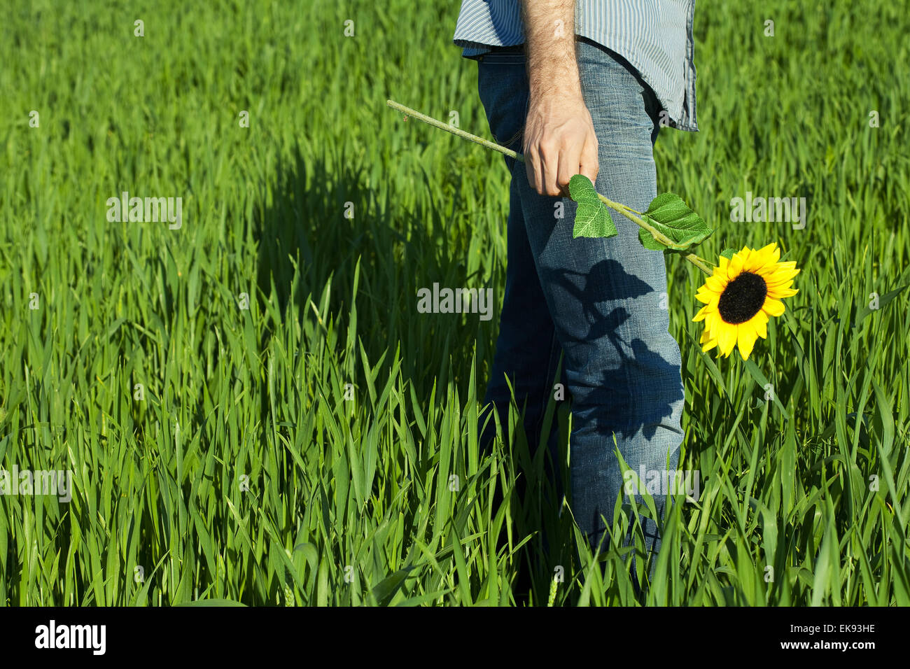 young man standing with a sunflower in the green field Stock Photo - Alamy