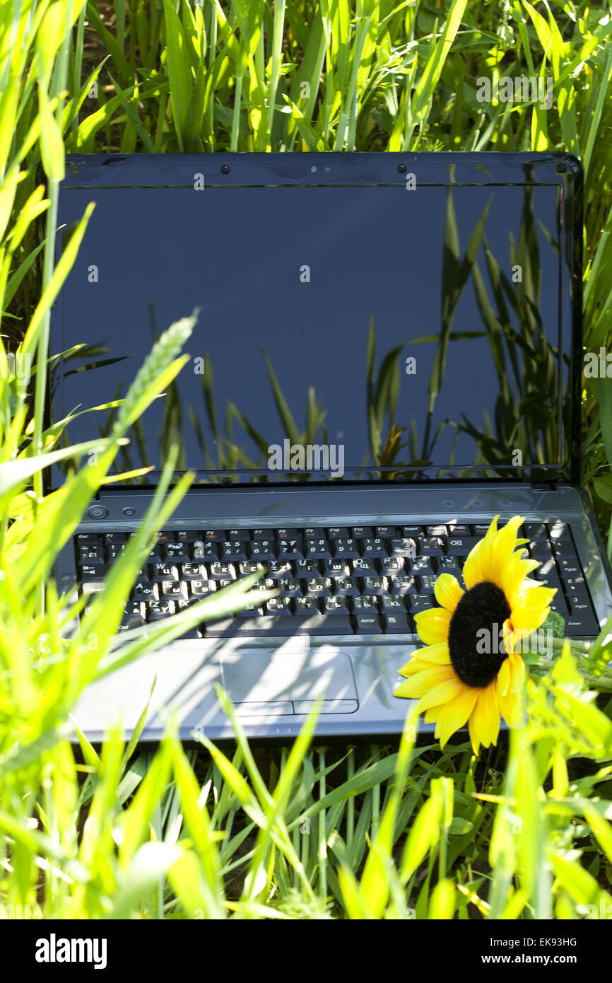 laptop with a sunflower in the green field Stock Photo - Alamy