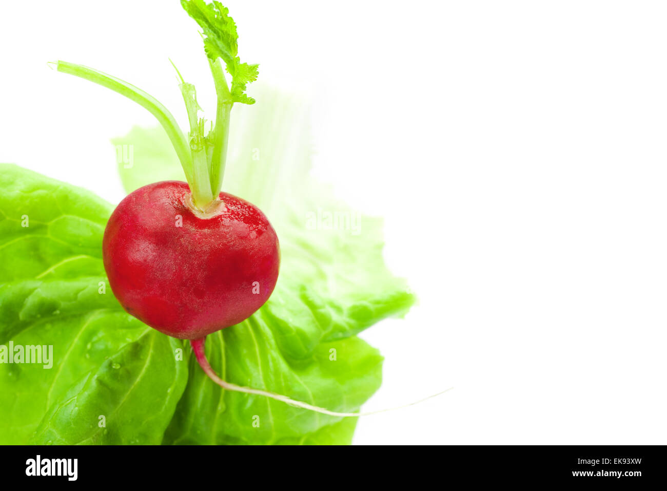 radish and lettuce isolated on white Stock Photo - Alamy