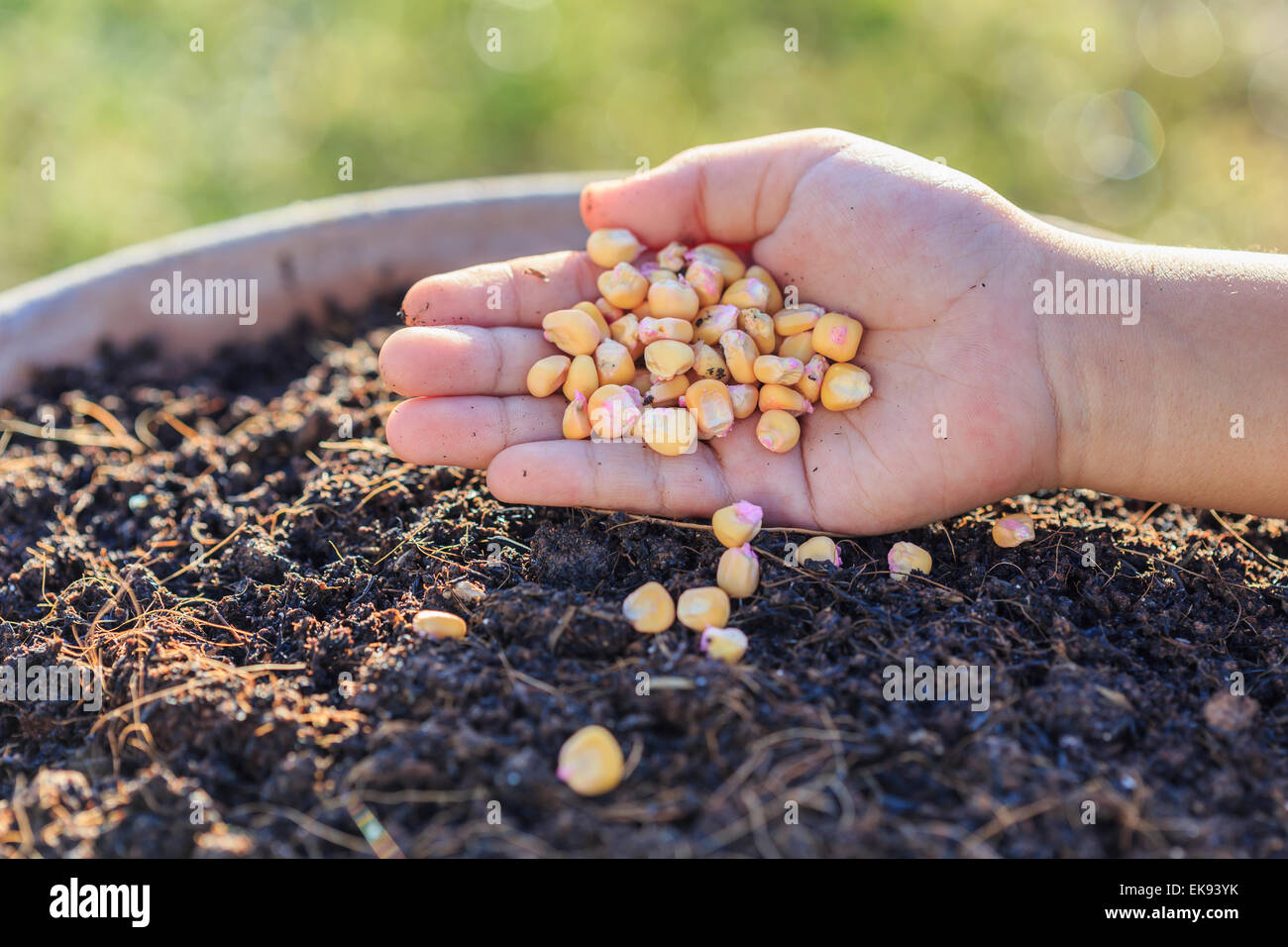 Hand holding seed of plant on soil Stock Photo - Alamy