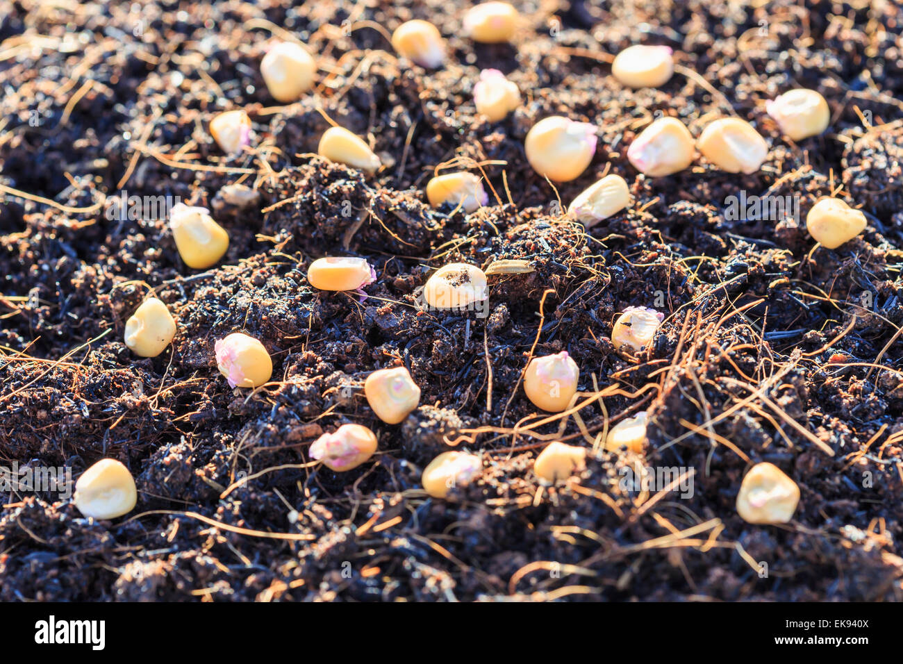 Corn seed soil hi-res stock photography and images - Alamy