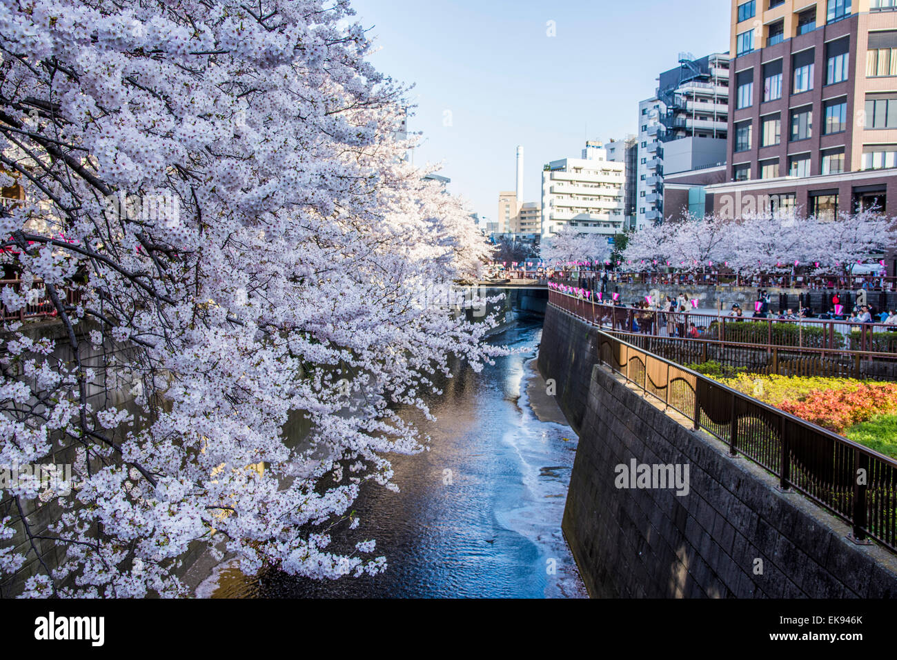 Cherry blossom,Meguro River,Meguro-Ku,Tokyo,Japan Stock Photo - Alamy