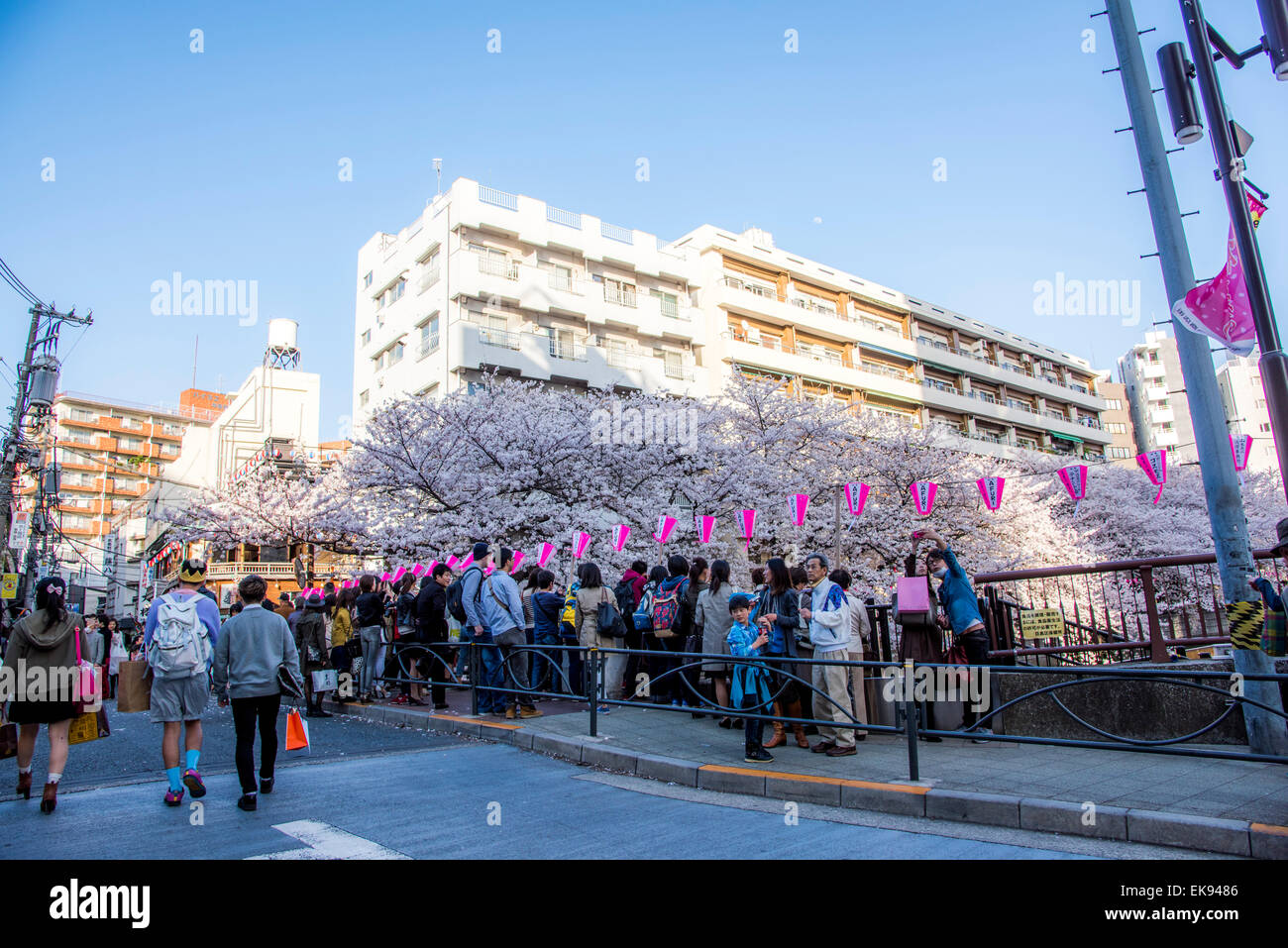 Cherry blossom,Meguro River,Meguro-Ku,Tokyo,Japan Stock Photo - Alamy