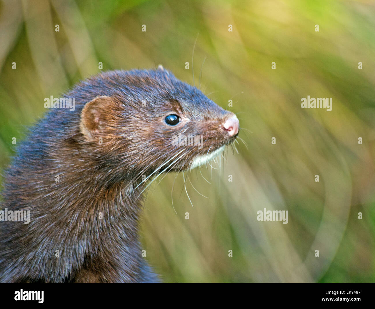 American Mink, Mustela Vison; England Stock Photo - Alamy