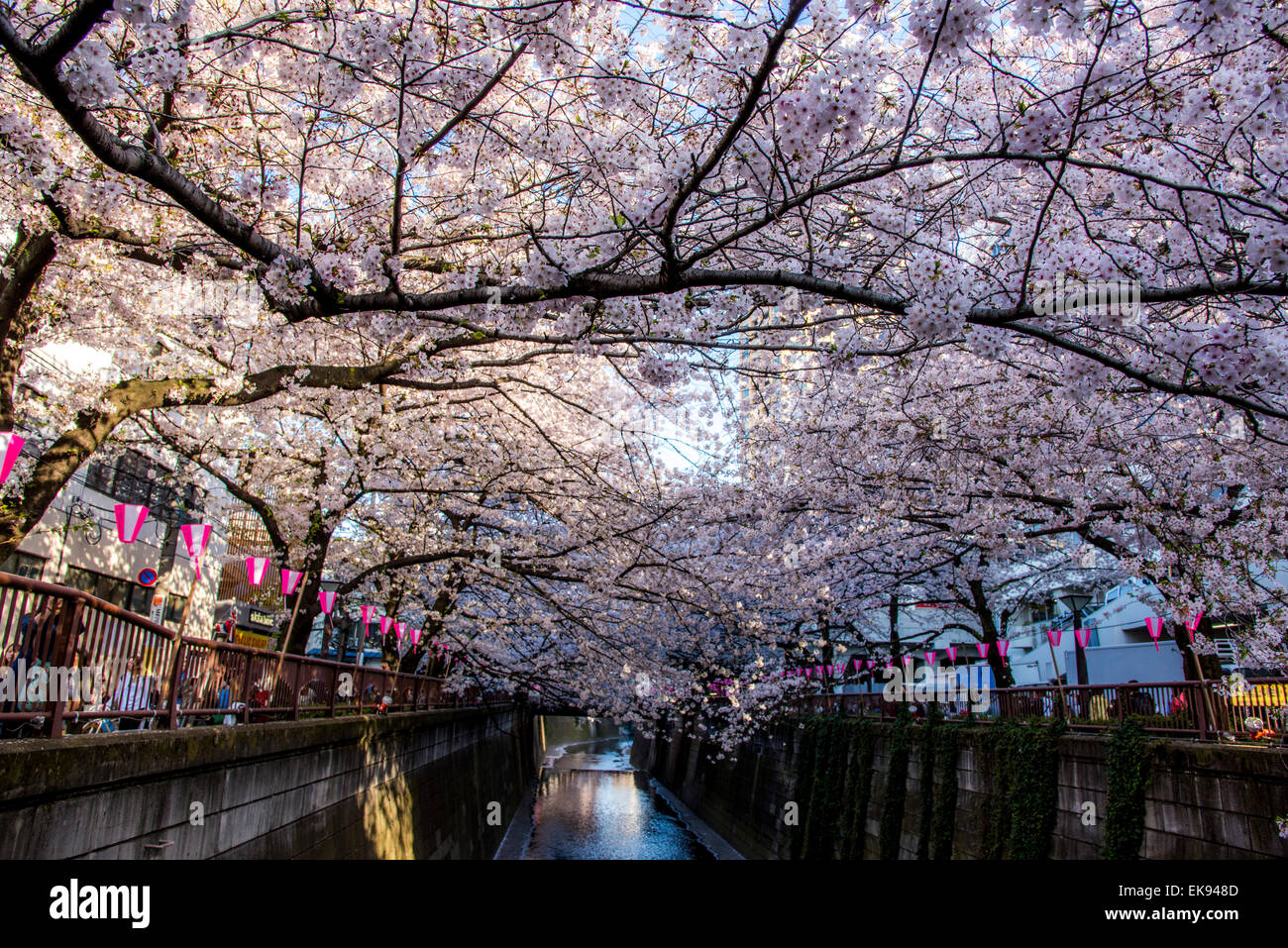 Cherry blossom,Meguro River,Meguro-Ku,Tokyo,Japan Stock Photo - Alamy