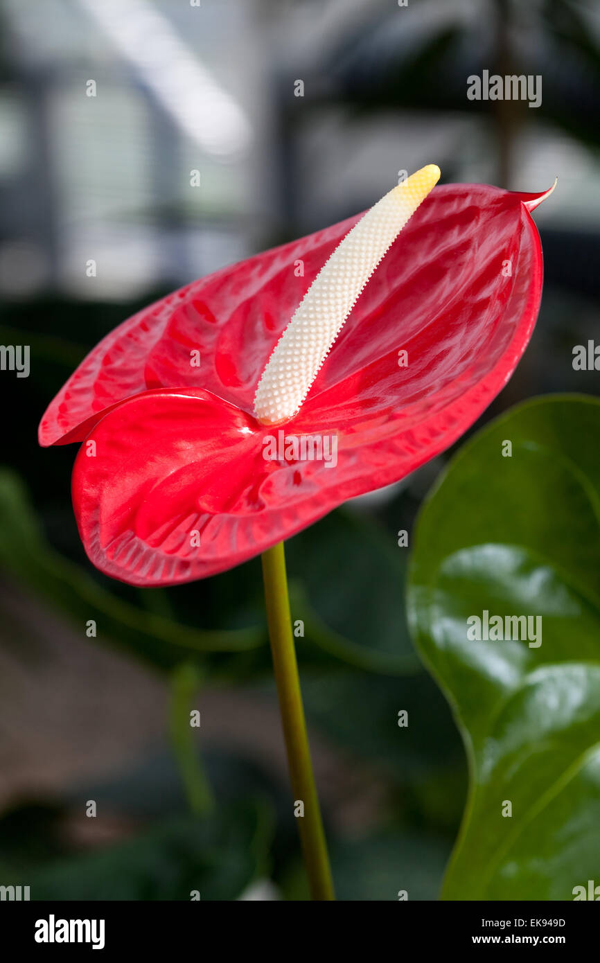beautiful red flower Stock Photo - Alamy
