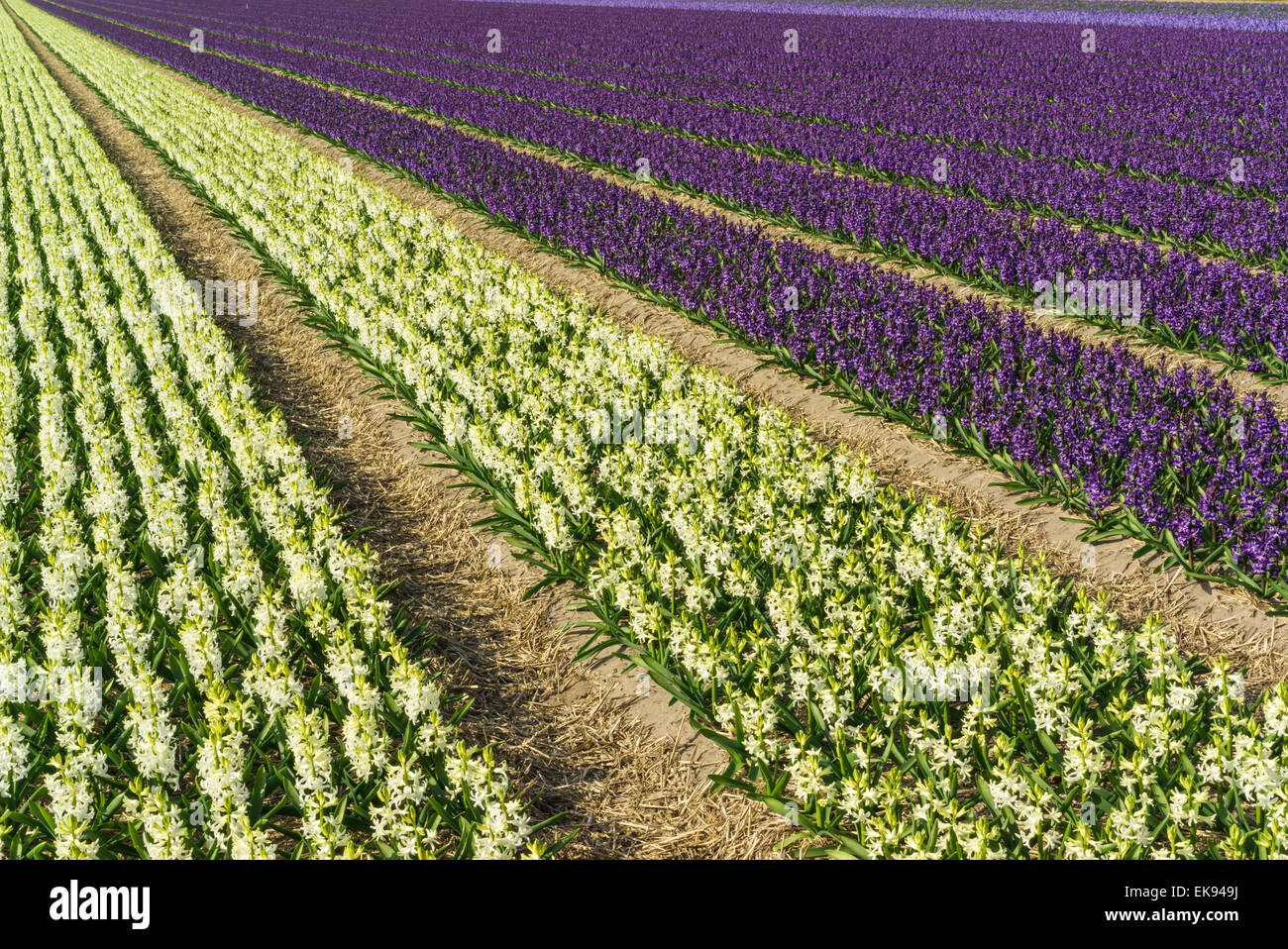Hyacinth Field In Netherlands High Resolution Stock Photography and ...