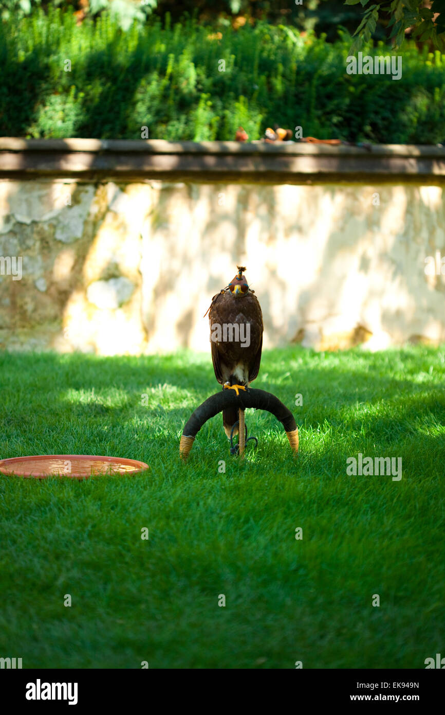 eagle on a background of green grass Stock Photo - Alamy