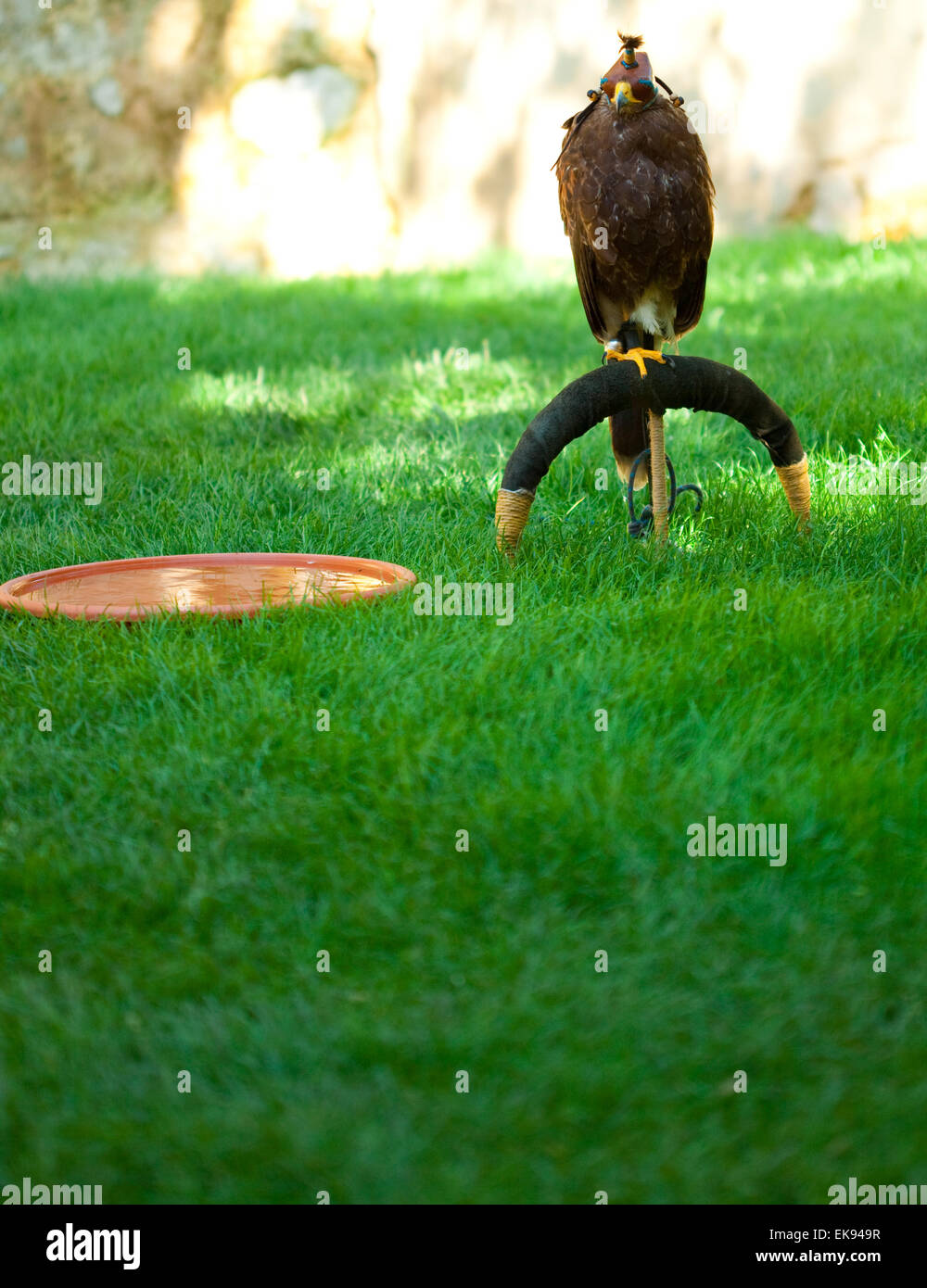 eagle on a background of green grass Stock Photo - Alamy