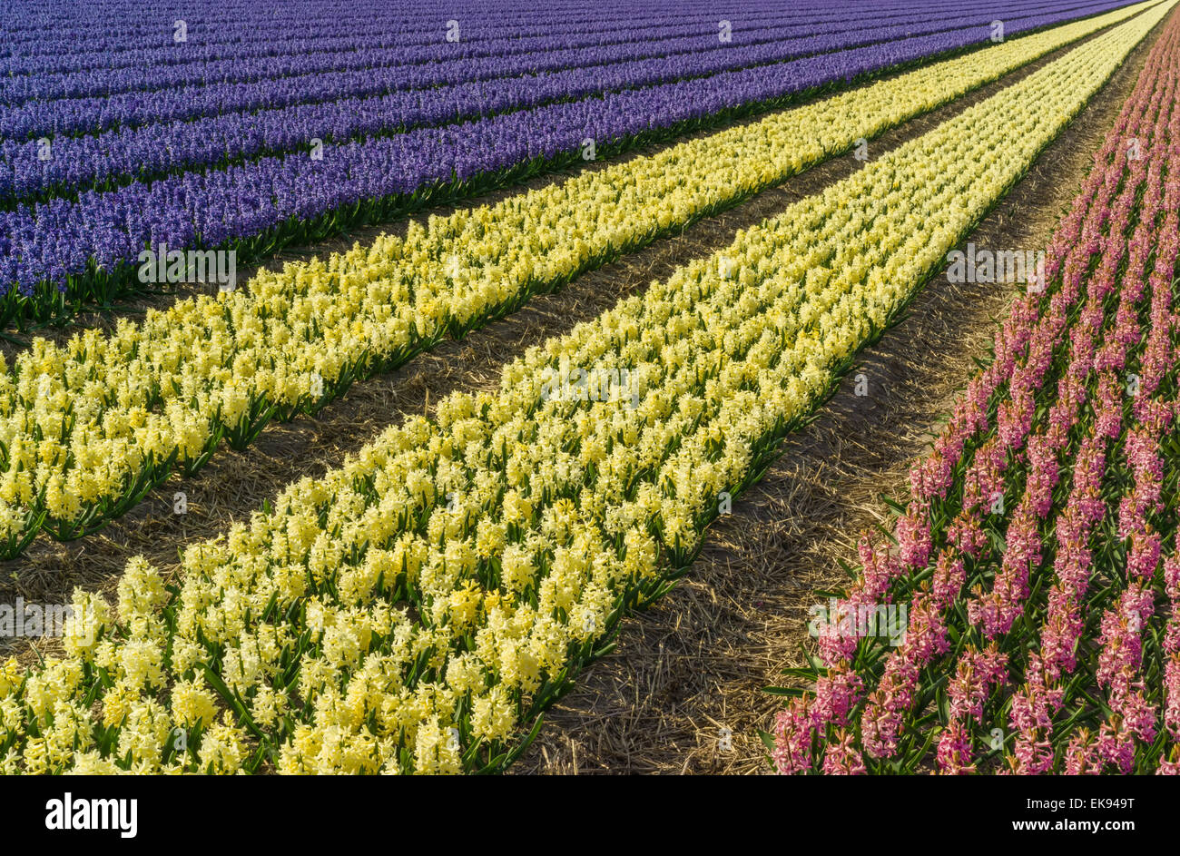 Hyacinth field in the Netherlands Stock Photo - Alamy