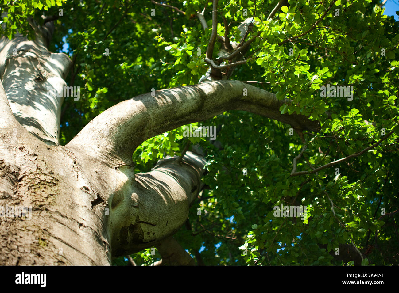 big tree in the park Stock Photo - Alamy