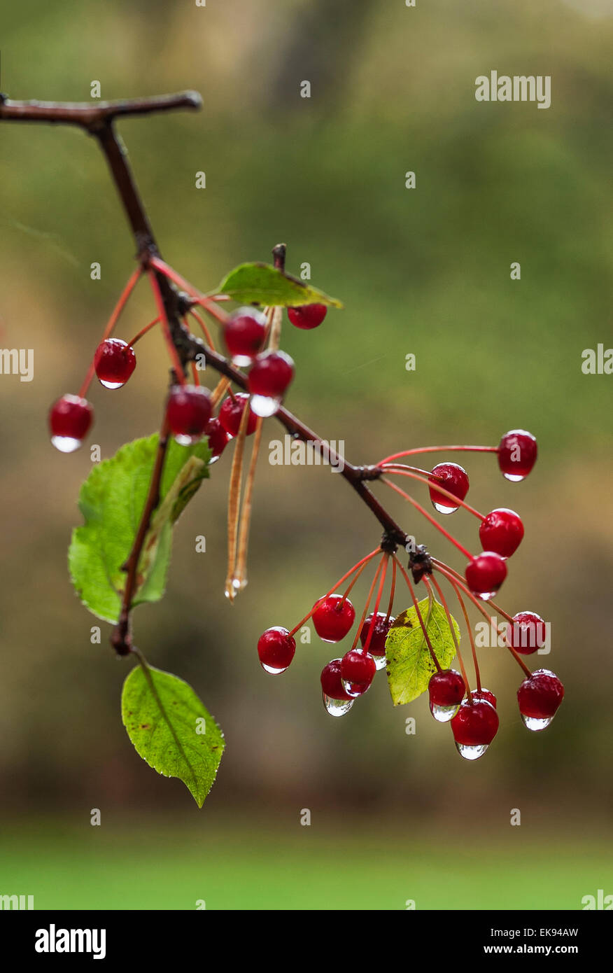 Berry branch after rain Stock Photo - Alamy