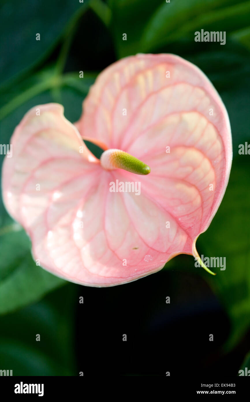 beautiful pink flower Stock Photo - Alamy