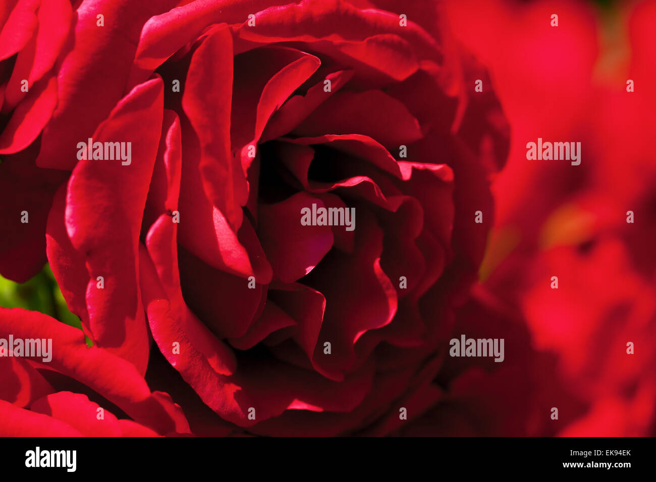 background of roses Stock Photo - Alamy