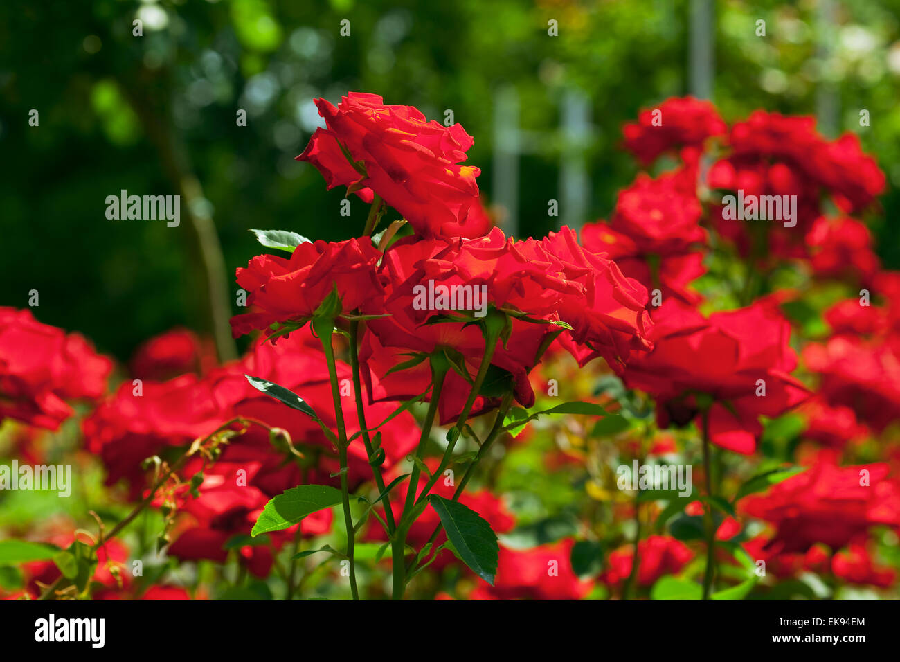 background of roses Stock Photo - Alamy