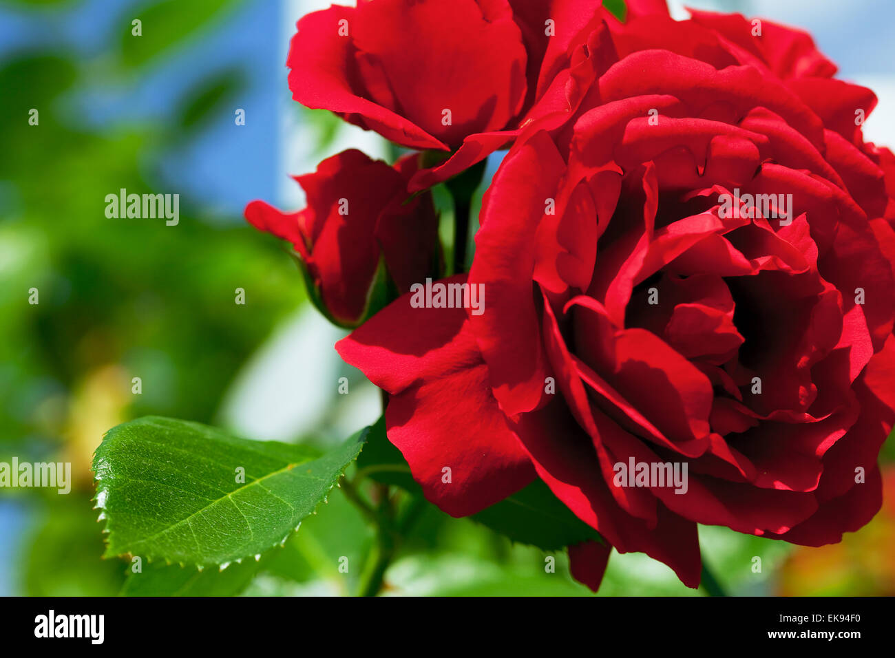 rose against the blue sky Stock Photo - Alamy