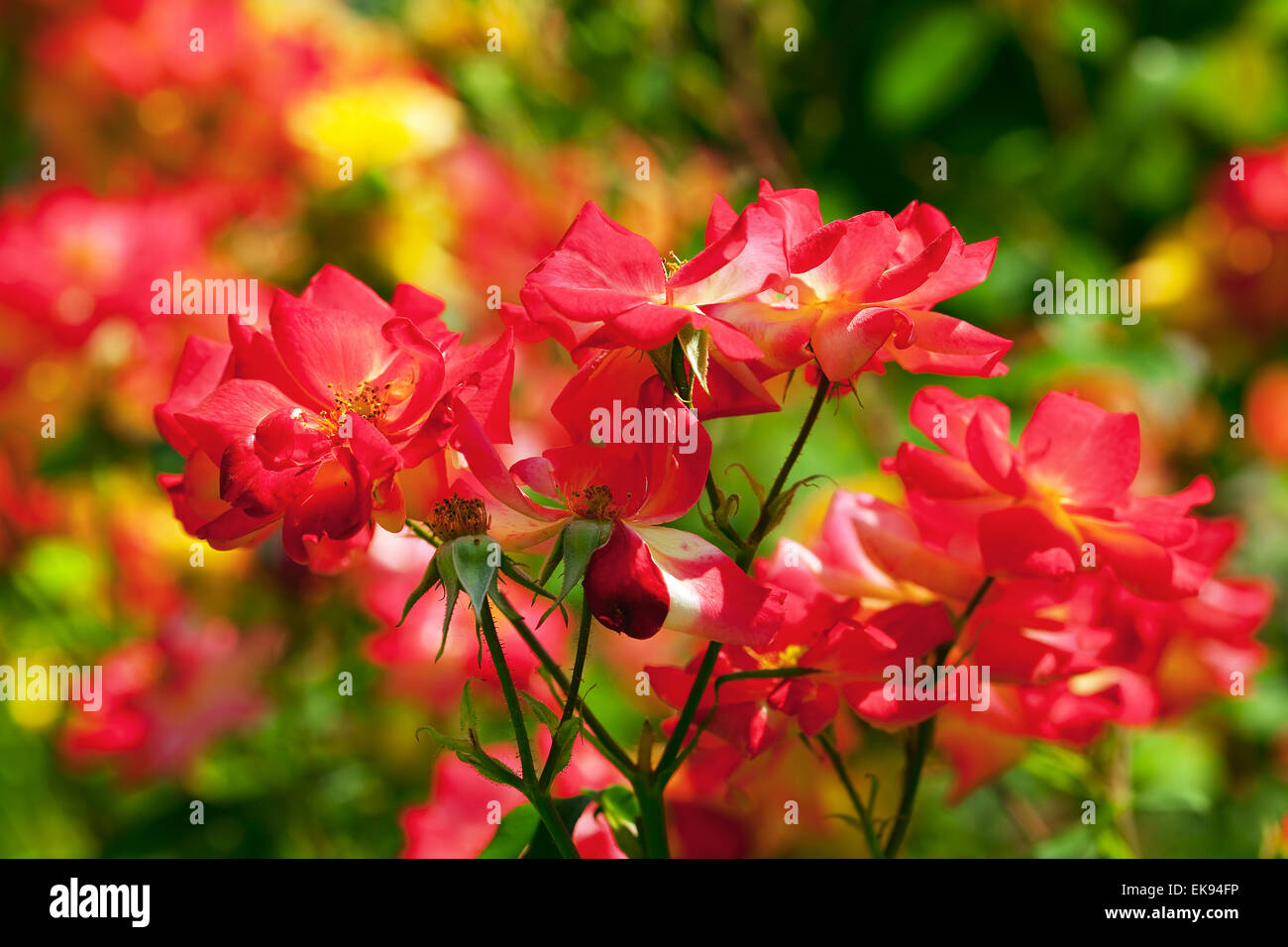 background of roses Stock Photo - Alamy