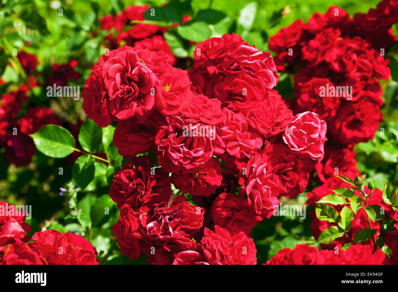 background of roses Stock Photo - Alamy