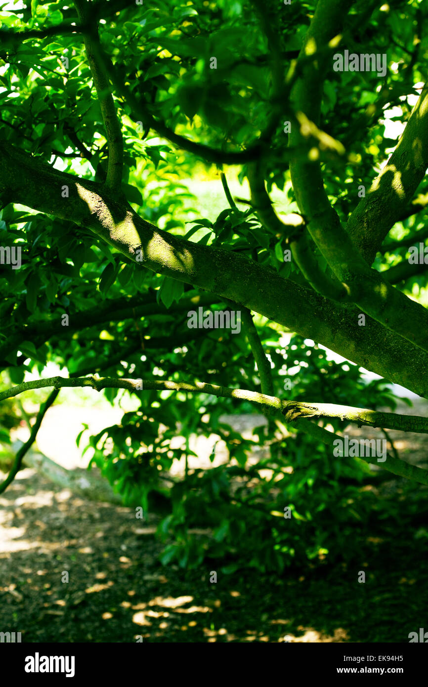 tree trunk in the shade Stock Photo - Alamy