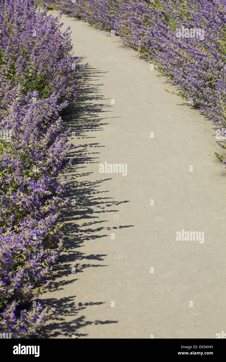 path with blue flowers Stock Photo - Alamy