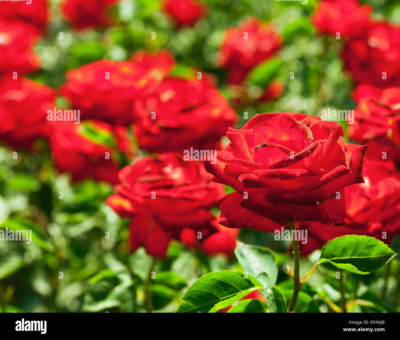 background of roses Stock Photo - Alamy