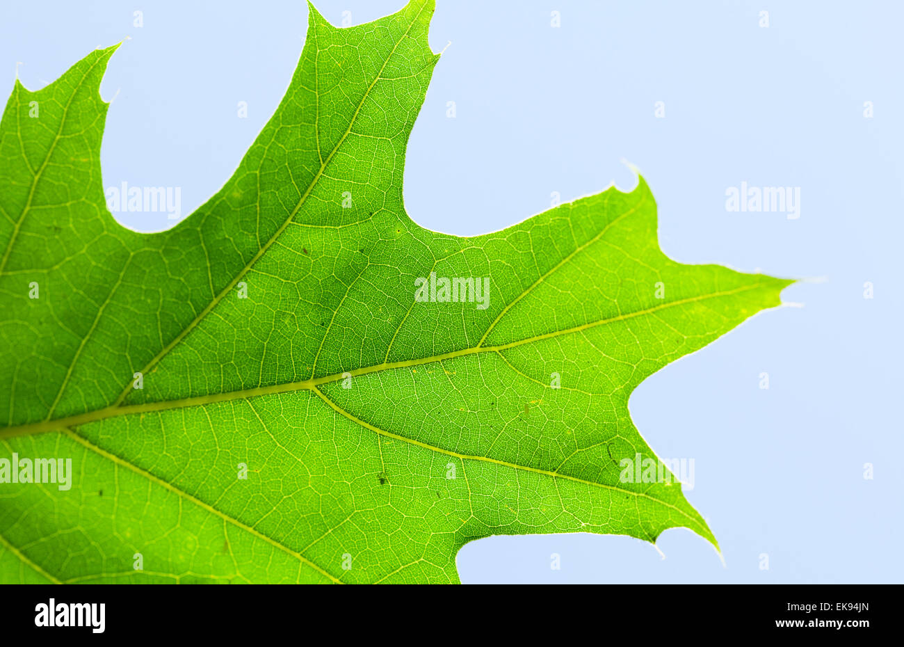 oak leaf against the blue sky Stock Photo - Alamy