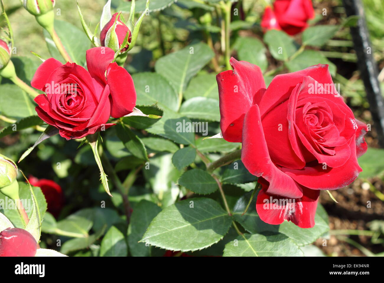 Bush of beautiful red roses Stock Photo - Alamy