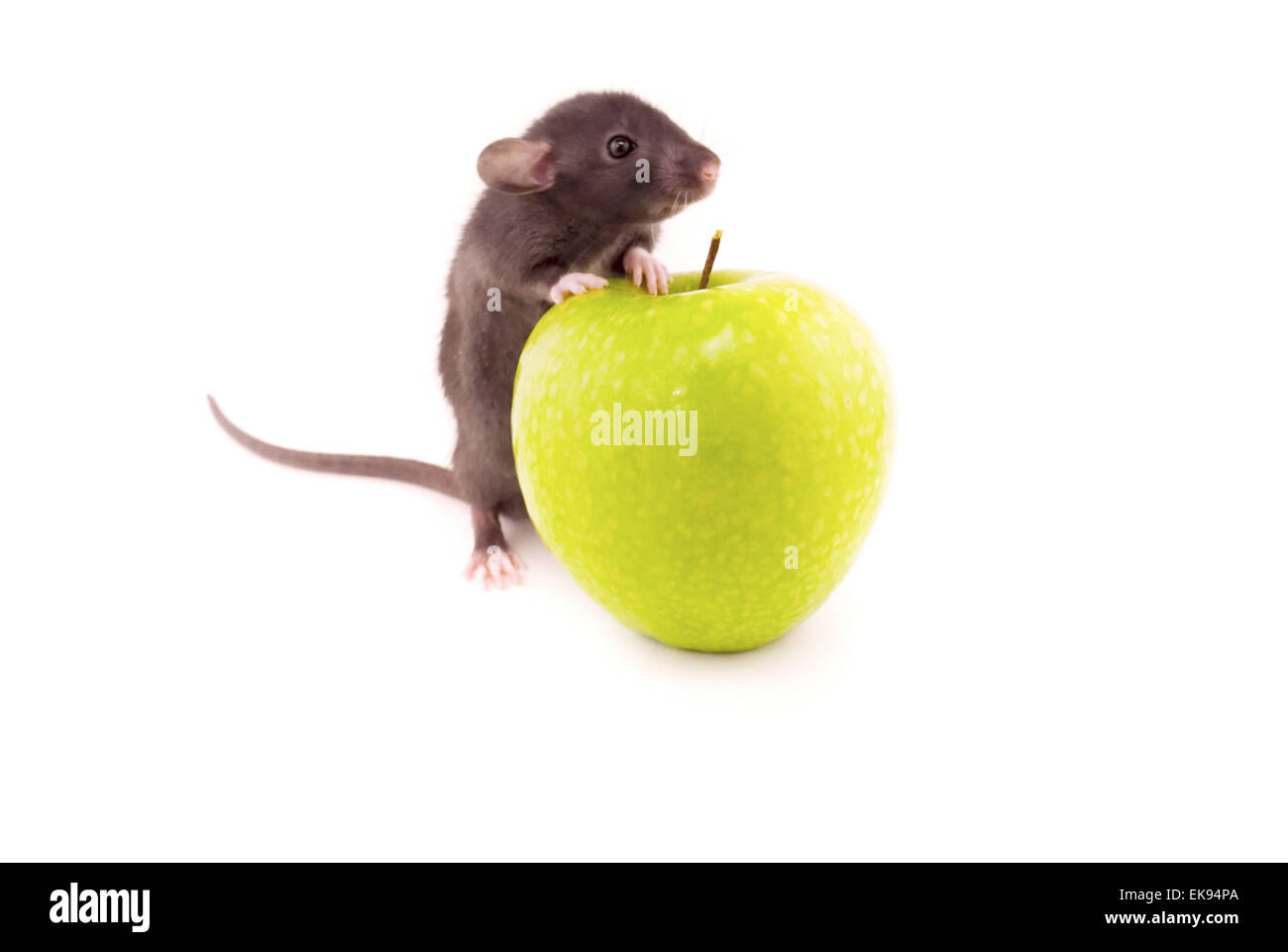 Food domestic animals Cut Out Stock Images & Pictures - Alamy