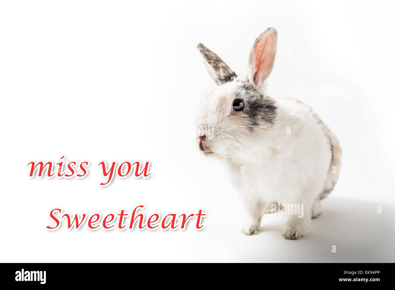 Rabbit with lettering Stock Photo - Alamy