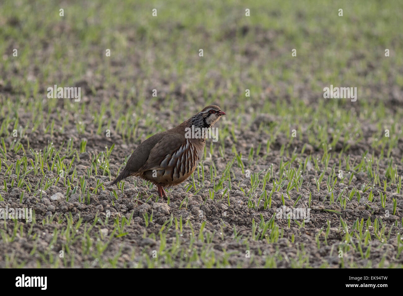British partridge hi-res stock photography and images - Alamy