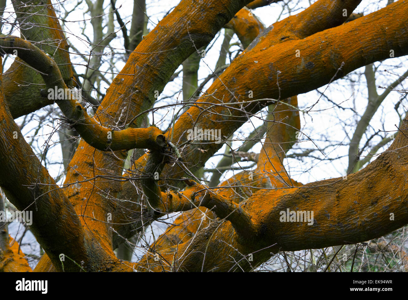 red lichen on tree Stock Photo - Alamy