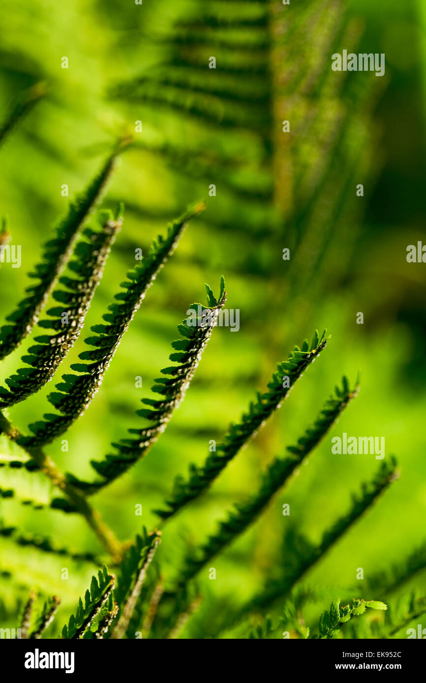 Fern backgrounds hi-res stock photography and images - Alamy