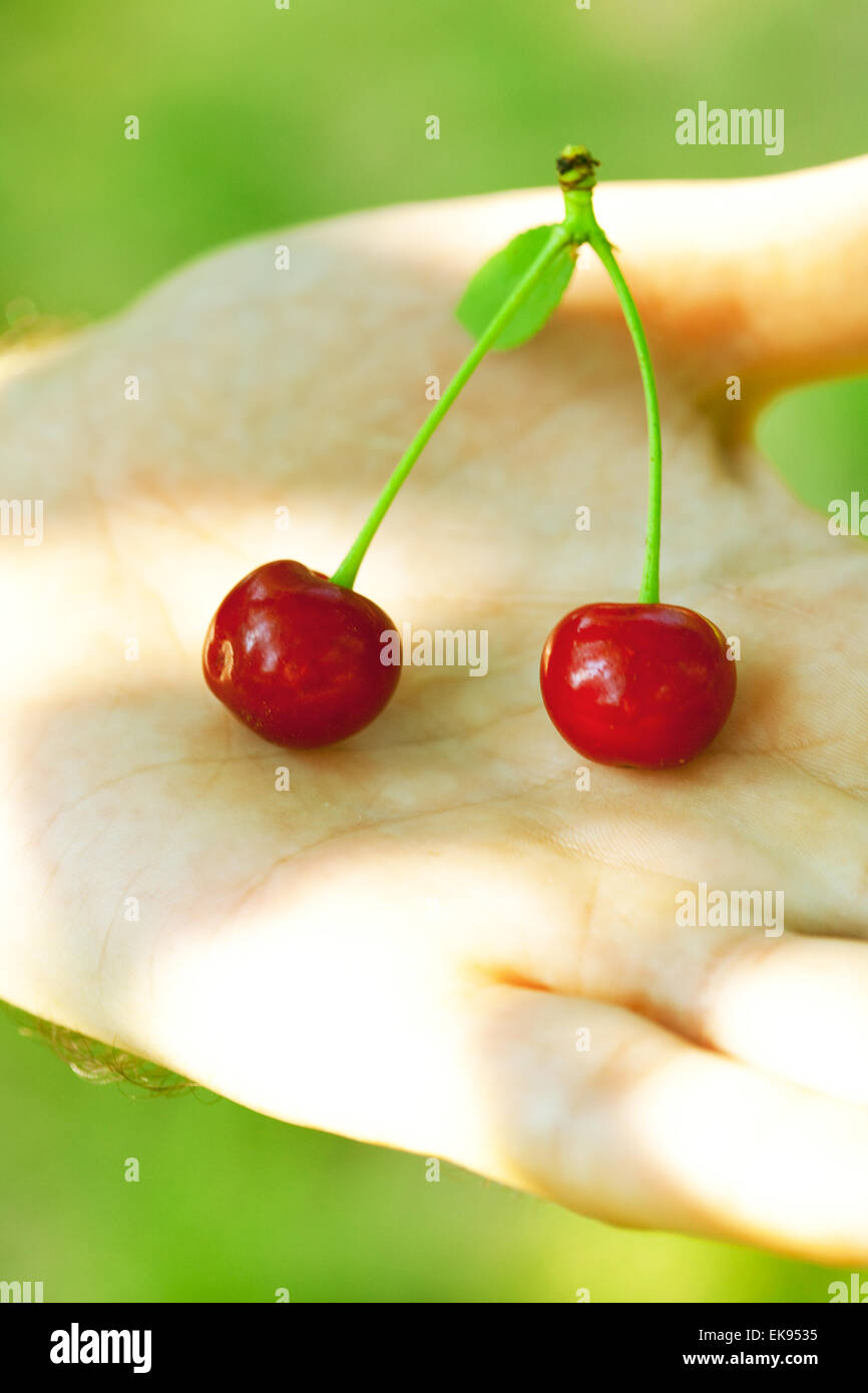Cherry palm leaf in hi-res stock photography and images - Alamy