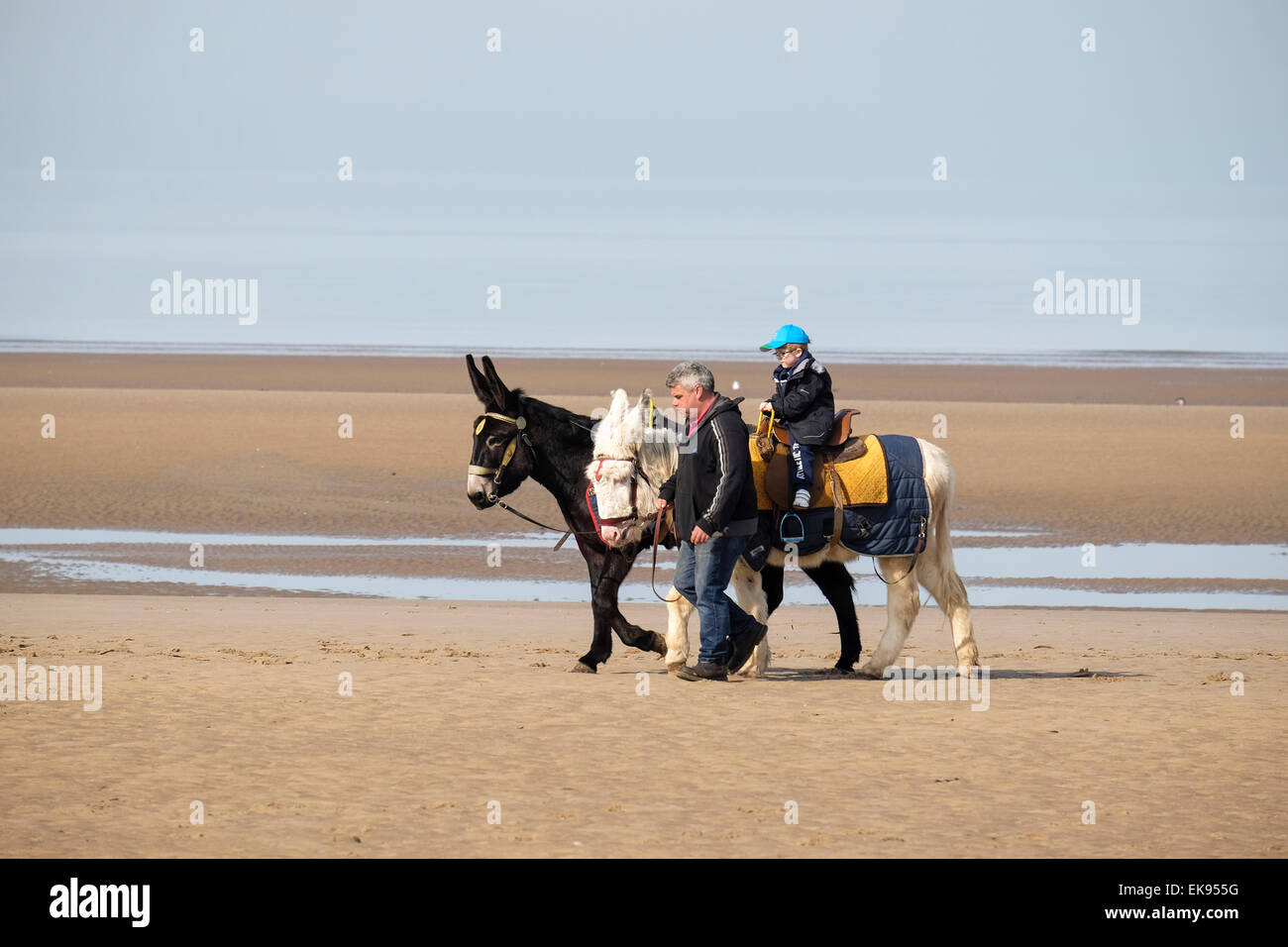 Blackpool donkey rides Stock Photo - Alamy