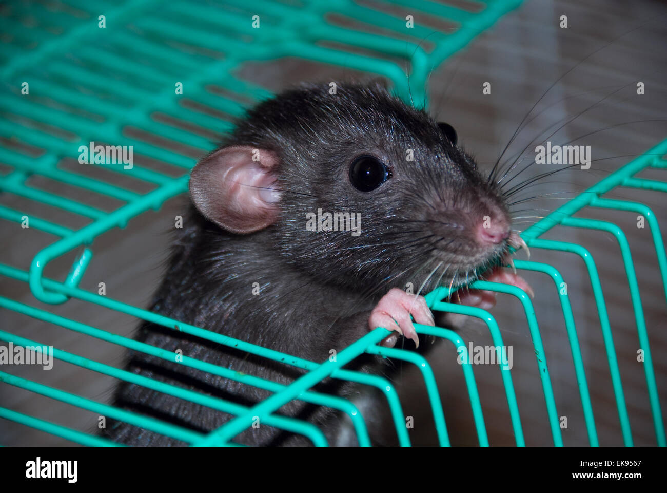 Rat ear hi-res stock photography and images - Alamy