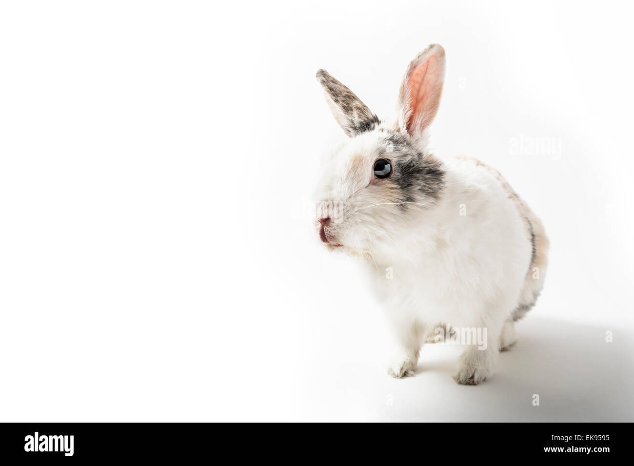 Rabbit on white background Stock Photo - Alamy