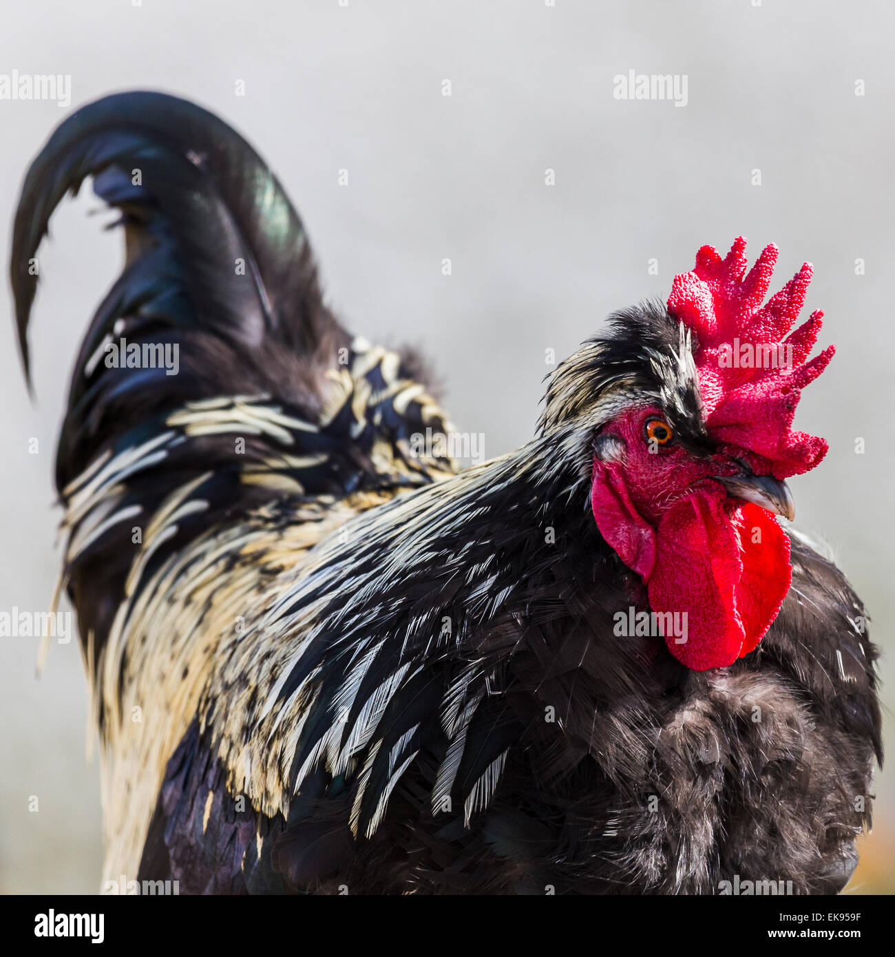 Close-up of a black & white chicken Stock Photo - Alamy