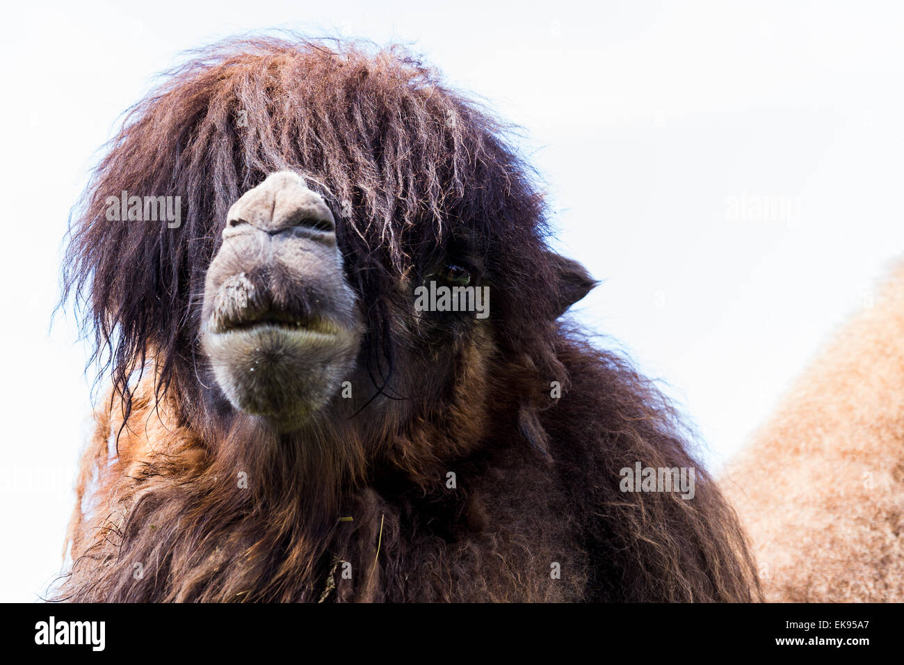 Captive bactrian camel hi-res stock photography and images - Alamy