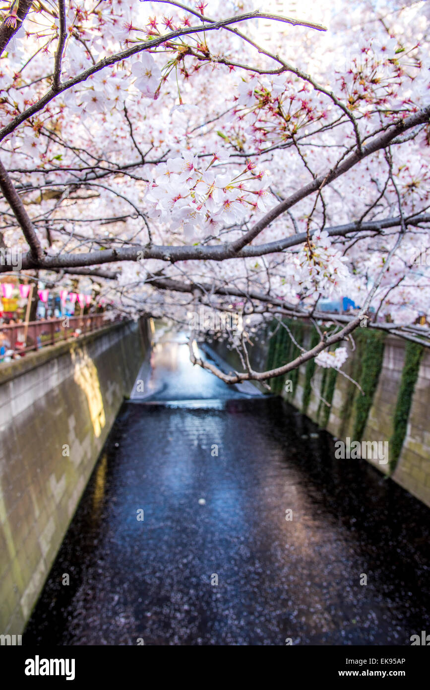 Cherry blossom,Meguro River,Meguro-Ku,Tokyo,Japan Stock Photo - Alamy