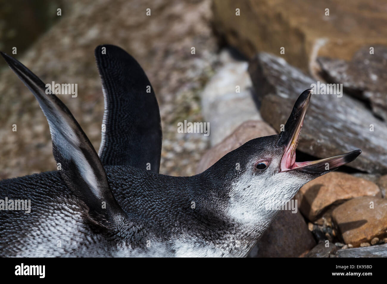 Humboldt penguin squawking near rocks Stock Photo - Alamy