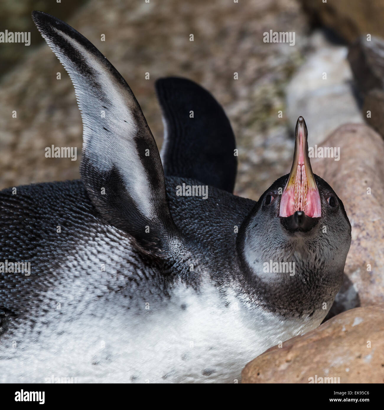 Humboldt penguin squawking near rocks Stock Photo - Alamy